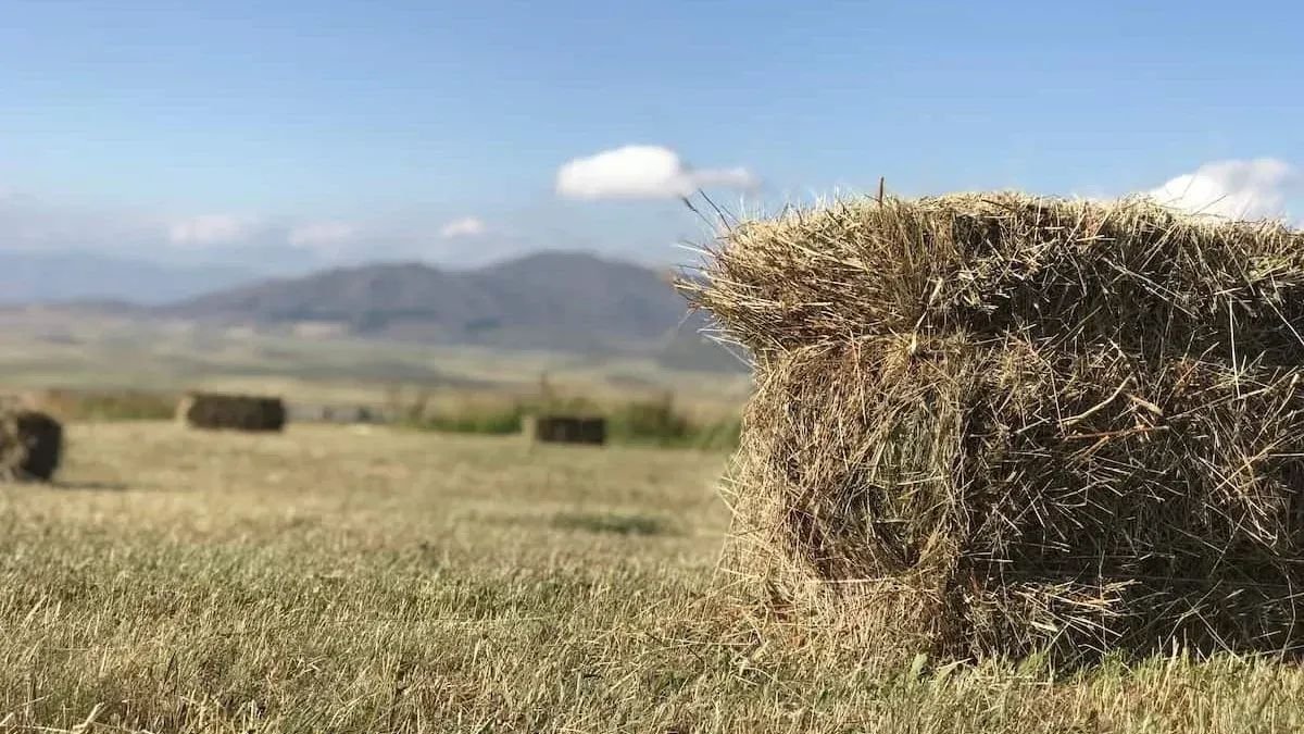 The Ultimate Guide to Horse Hay Prices Across the U.S - Cowgirls Promise