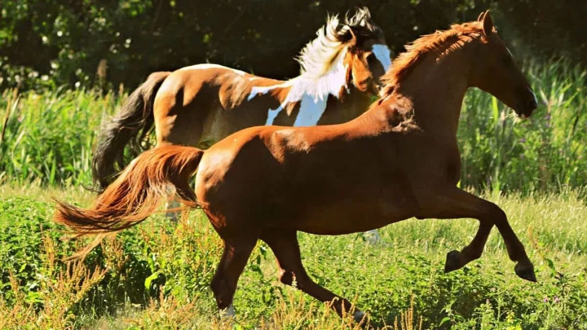 The World’s Top 4 Fastest Horse Breeds: Masters of Speed