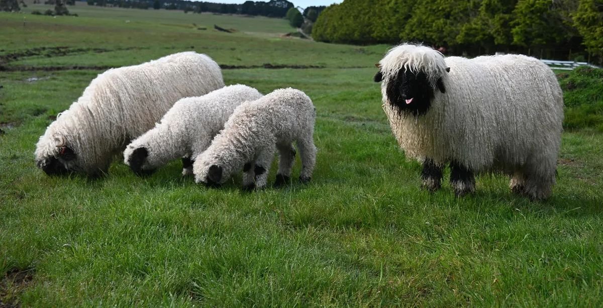 Valais Black Nose Sheep: The Cutest Farm Companion